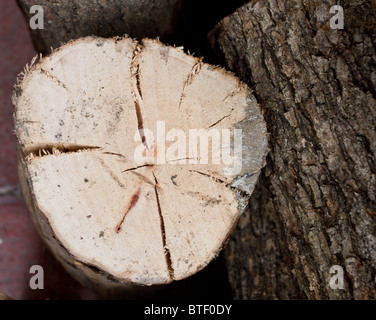 tree wood shape timber stacked design shaping formation model figure ...