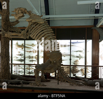 Zoological museum Tring Walter Rothschild, Natural History Museum Stock ...