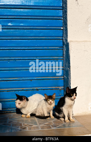 Stray cats in the medina of Tunis, Tunisia Stock Photo - Alamy