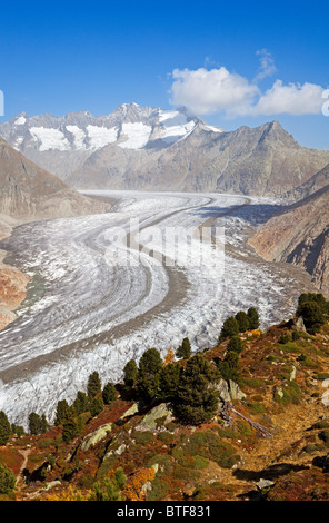 Aletsch forest, Switzerland Stock Photo - Alamy