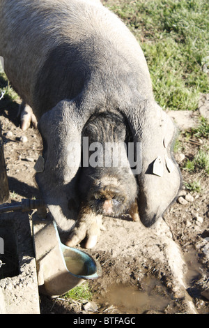Black pig Pays Basque origin, Kintoa Valley, Pays Basque, France Stock ...