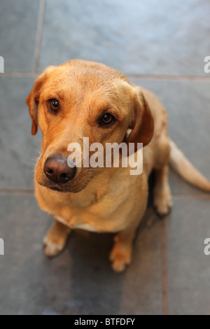 Fox Red Labrador Sitting Stock Photo - Alamy