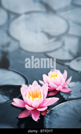 Lotus flowers and water lilies bloom at the Imperial Ancestral Temple ...