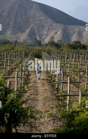 The El Sarcay de Azpitia vineyards and Pisco distillery south of Lima ...