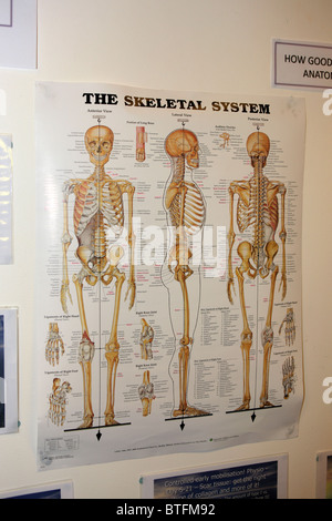 Human Body Chart and classroom Stock Photo - Alamy