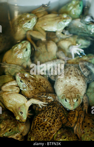 Bucket Of Frogs Stock Photo - Alamy