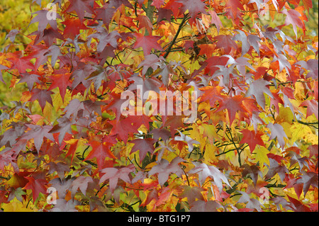 Multicolor sweet gum tree leaves at fall in autumn Liquidambar ...