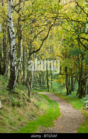 Woodland walk through Silver Birch (Betula pendula) trees in springtime ...