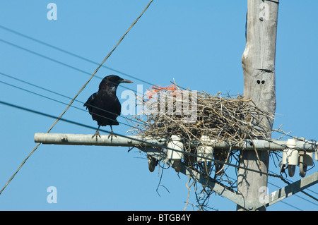 Cape Crow or Black Crow (Corvus capensis), Hwange National Park ...