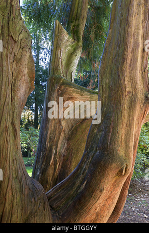 Branched Y Tree in Arbor Stock Photo - Alamy