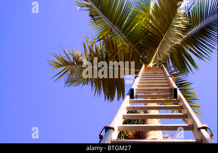 ladder leaning on a palm tree Stock Photo - Alamy