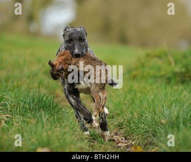 Lurcher dog running towards the camera through a colourful flower field ...