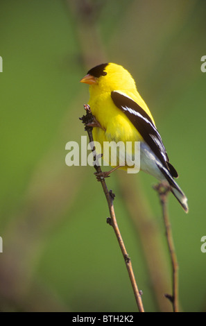 Golden Finch Portrait Photo Stock Photo - Alamy