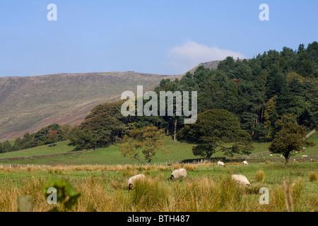 Woodland near Upper Booth Edale Derbyshire England Stock Photo - Alamy