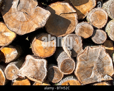 Stacked oak logs close up. Cross section Stock Photo - Alamy
