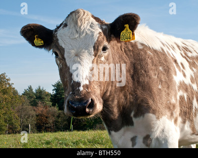 Domestic Cattle, Holstein cow, close-up of head, with neck collar and ...
