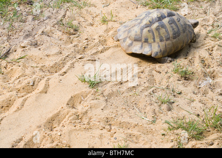 track of a tortoise in sand Stock Photo - Alamy