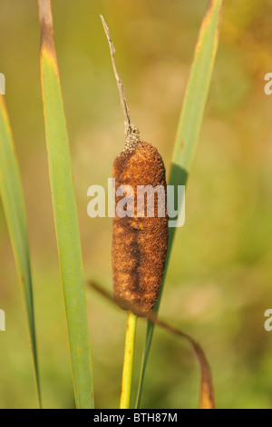 bull rush rushes bullrush bullrushes reeds pond ponds plant plants semi ...