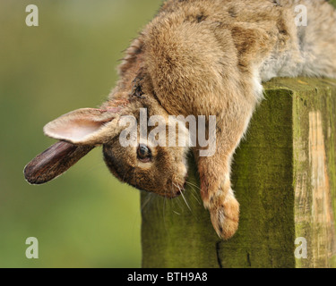 Close up of head of a dead rabbit Stock Photo - Alamy