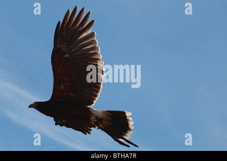 WINGS OF THE HAWK Stock Photo - Alamy