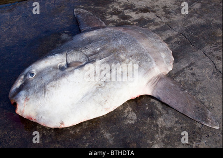 ocean sunfish (Mola mola), heaviest known bony fish in the world Stock ...