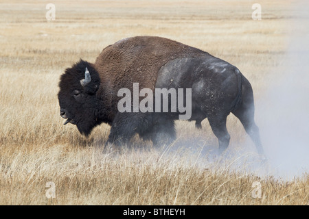 American Bison - rutting bull roaring Stock Photo - Alamy