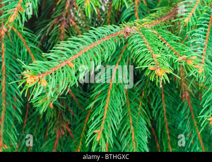 Close-up branches of Christmas tree with ornaments. Christmas balls ...