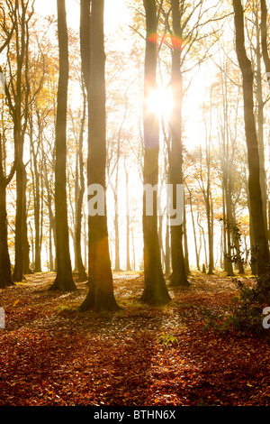 Fall trees with sunlight coming through, autumn trees, fall season ...