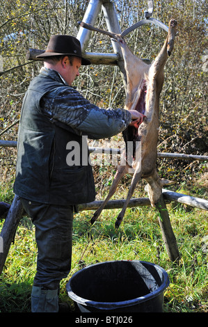 Gutting / Field dressing of roe deer (Capreolus capreolus) by hunter ...