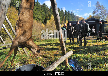 Gutting / Field dressing of roe deer (Capreolus capreolus) by hunter ...