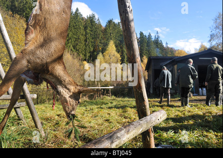 Gutting / Field dressing of roe deer (Capreolus capreolus) by hunter ...