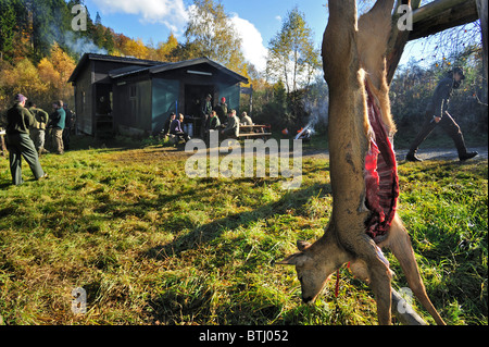 Gutting / Field dressing of roe deer (Capreolus capreolus) by hunter ...