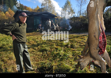 Gutting / Field dressing of roe deer (Capreolus capreolus) by hunter ...