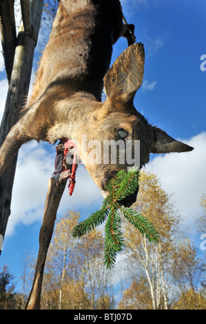 Gutting / Field dressing of roe deer (Capreolus capreolus) by hunter ...