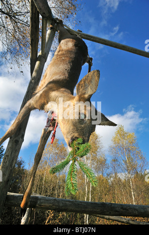 Gutting / Field dressing of roe deer (Capreolus capreolus) by hunter ...