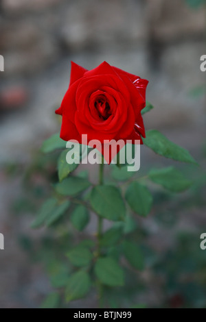 red rose malaga castle Stock Photo - Alamy