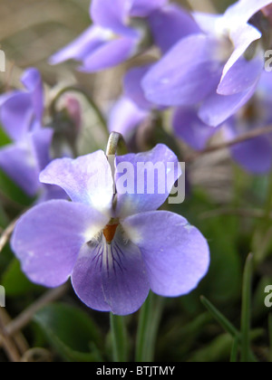 Forest-violet (Viola sylvestris) flowers, Germany Stock Photo - Alamy