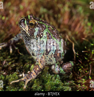 Marbled Rain Frog (Scaphiophryne marmorata) in situ, V.O.I.MMA, Alaotra ...