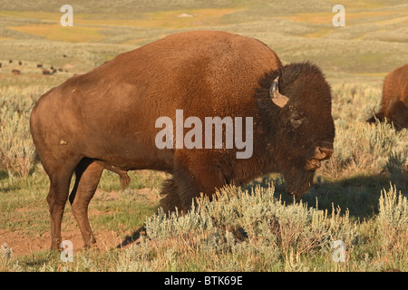 Bull bison bellowing during the rut to intimidate rival bulls in ...