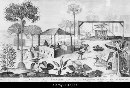 Slavery, Caribbean Sugar Plantation Stock Photo - Alamy