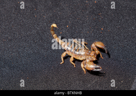 Israeli Gold Scorpion (Scorpio maurus palmatus). Scorpio maurus is a ...
