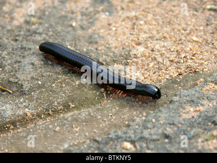 Giant African Millipede (Yxongololo, Chongololo or Shongololo ...
