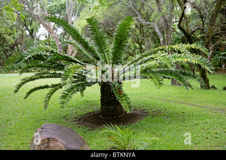Encephalartos natalensis - the natal cycad Stock Photo - Alamy