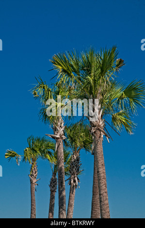 Cabbage Palm (Sabal palmetto) trees at sunrise, Kissimmee Prairie ...