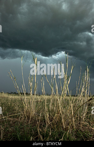 Image of dark Storm clouds in the field Stock Photo - Alamy