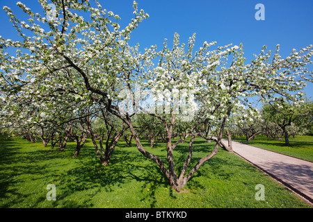 Apple trees in bloom. Kolomenskoye estate, Moscow, Russia Stock Photo ...