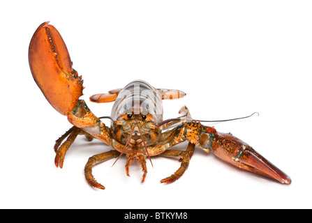 American Lobster (Homarus americanus) in crevice, Bonne Bay ...