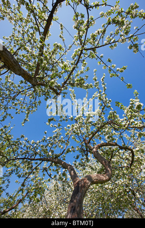 Apple tree branches in flowers. Spring background Stock Photo - Alamy