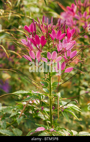 Close up of a pink and magenta Cleome flower, or spider flower as they ...