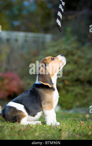 Beagle dog. Christchurch, New Zealand Stock Photo - Alamy